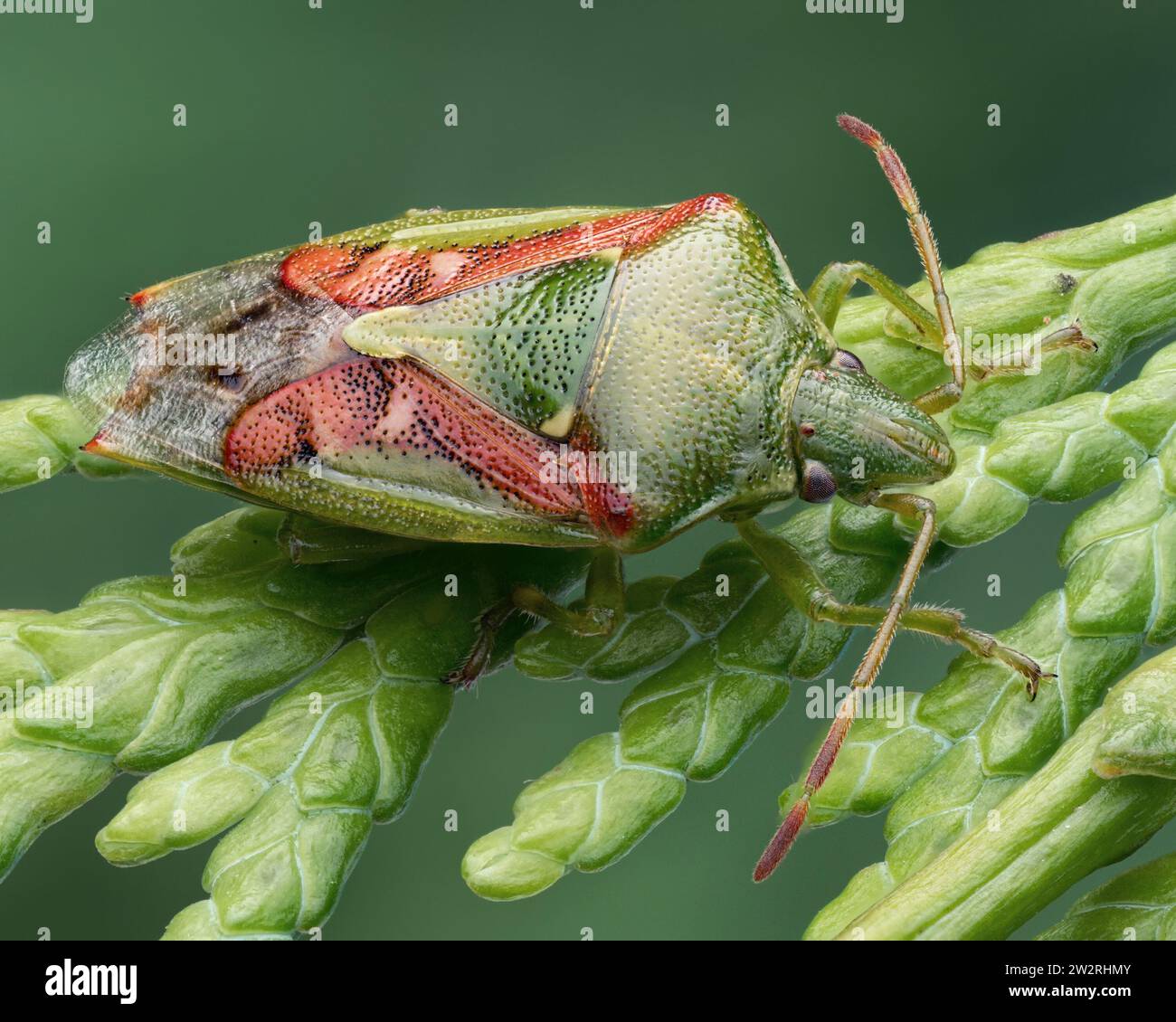 Juniper Shieldbug (Cyphostethus tristriatus) on lawsons cypress ...