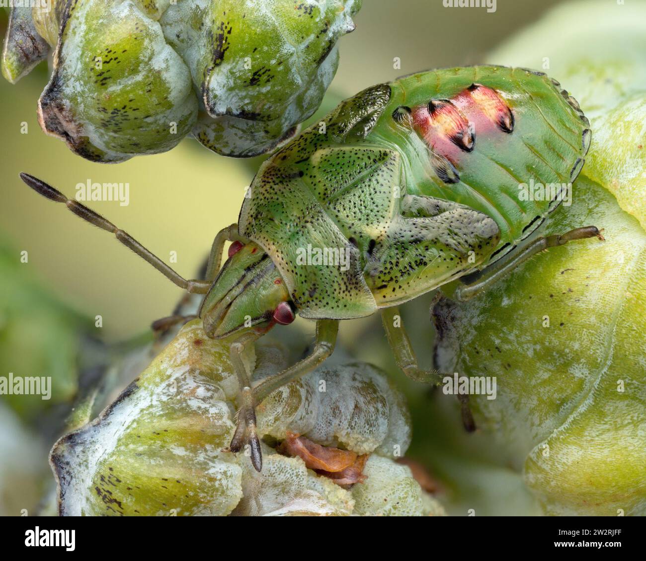 Juniper Shieldbug final instar nymph (Cyphostethus tristriatus) on ...