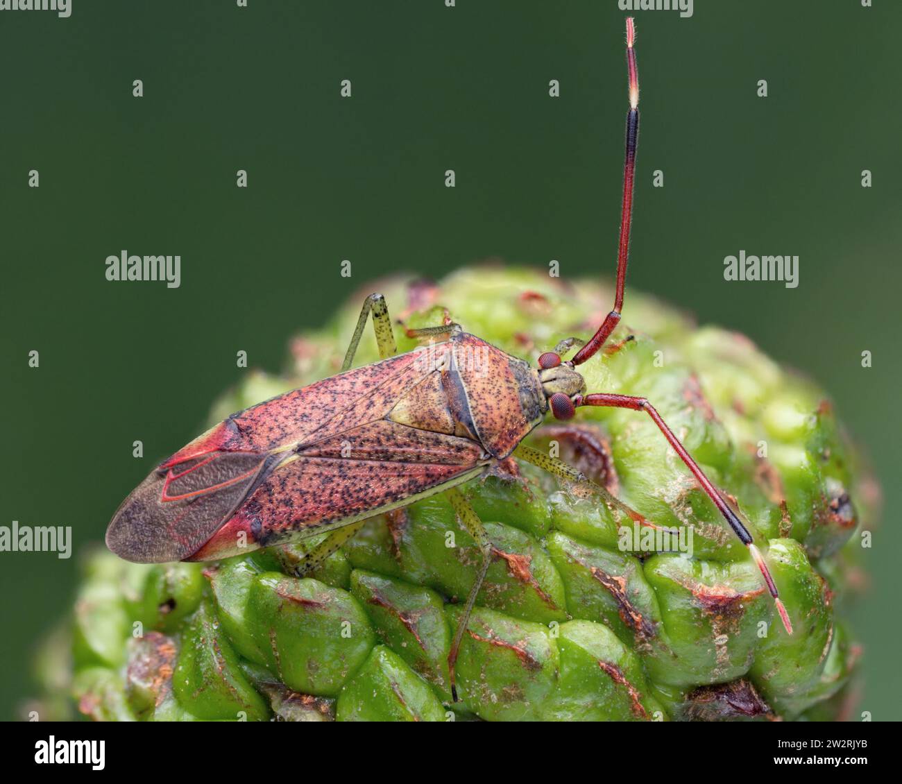 Pantilius tunicatus mirid bug. Tipperary, Ireland Stock Photo - Alamy