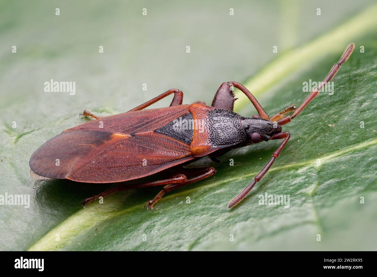Pine Cone Bug (Gastrodes grossipes) on ivy leaf. Tipperary, Ireland ...