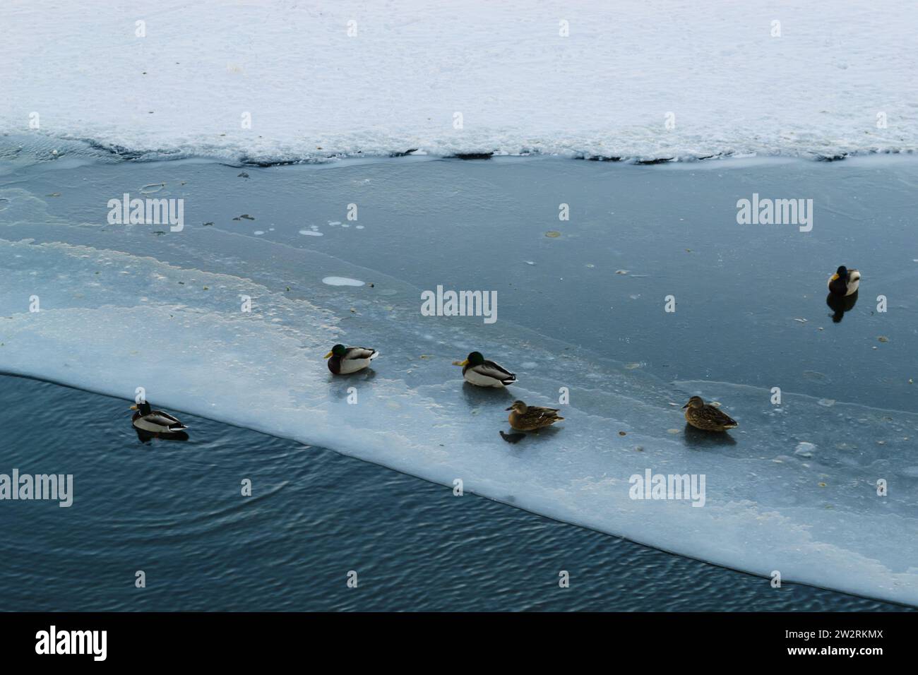 Ducks rest on ice in winter and swim alone in cold water Stock Photo ...