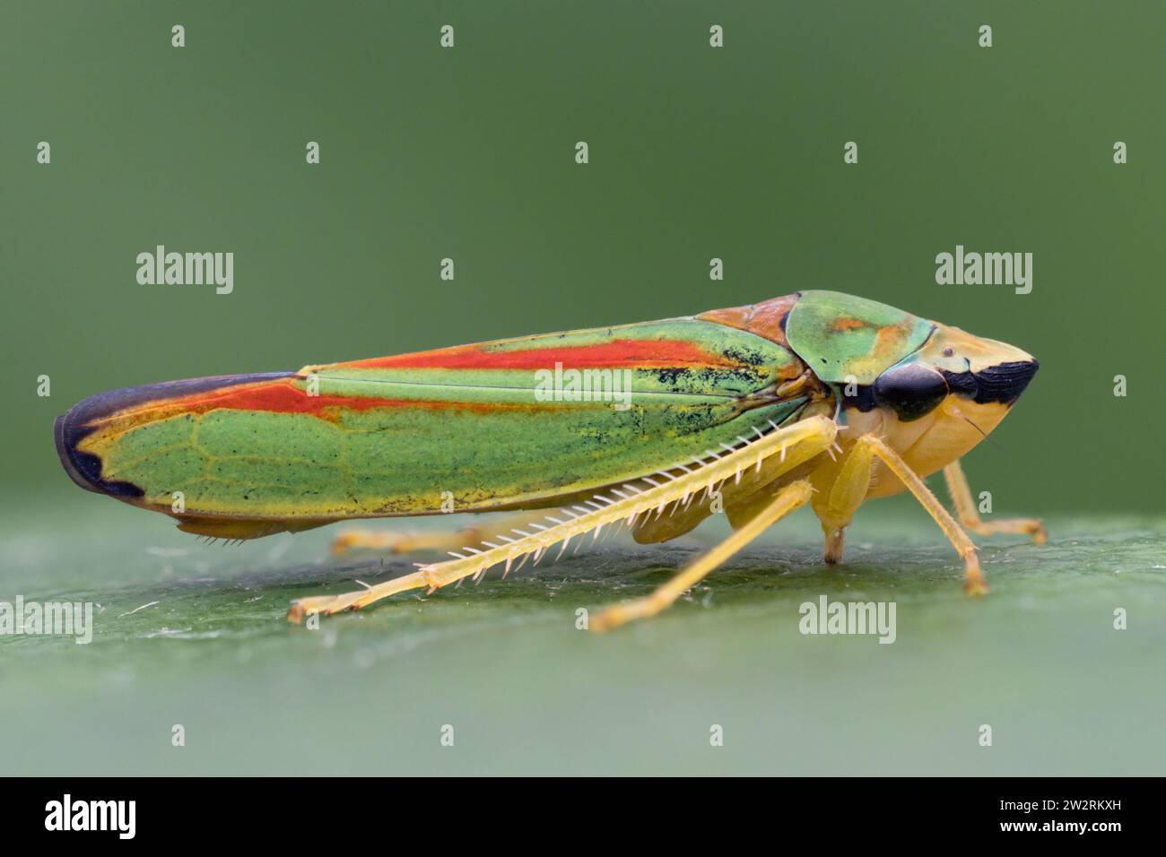 Rhododendron Leafhopper (Graphocephala fennahi) on rhododendron leaf ...