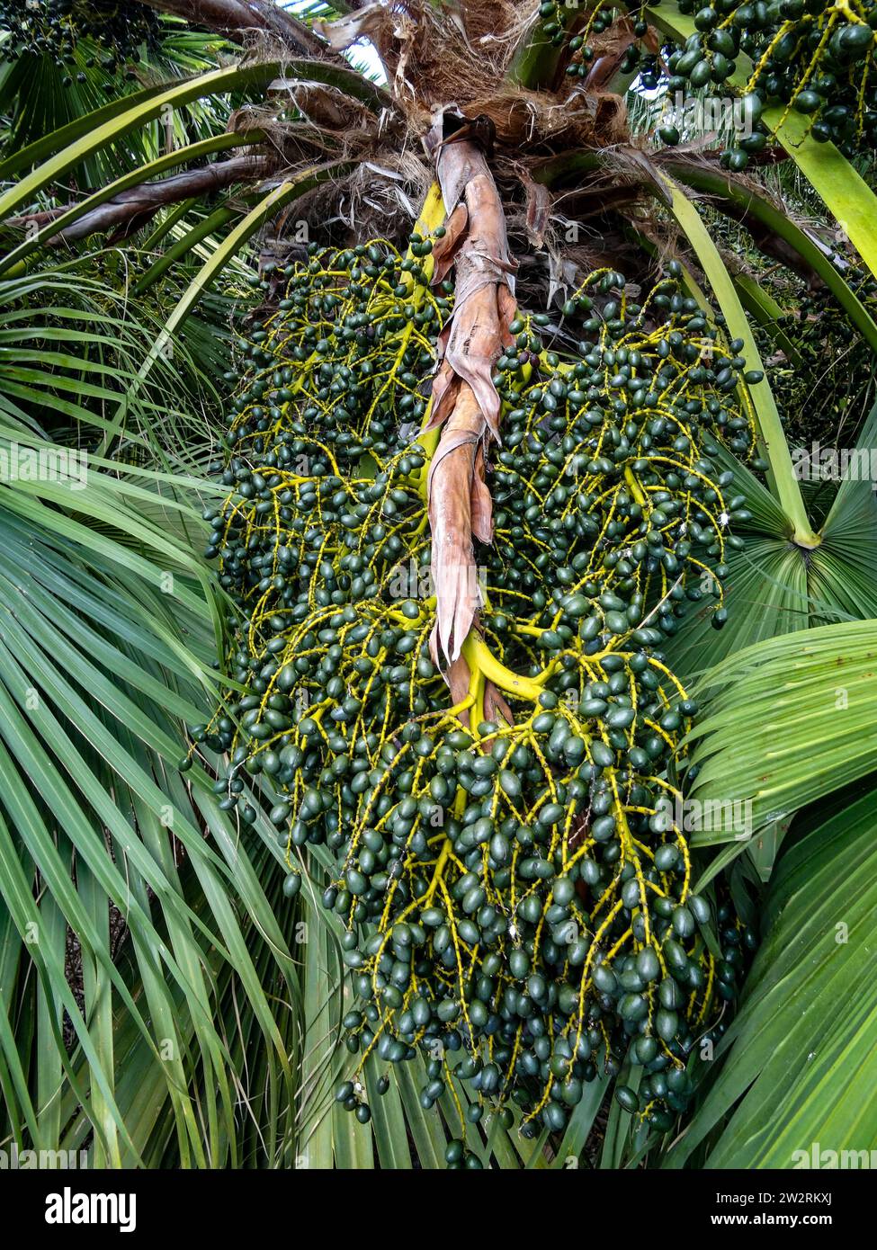 Prolifically fruiting Livistona Chinensis, Chinese fan palm, fountain ...