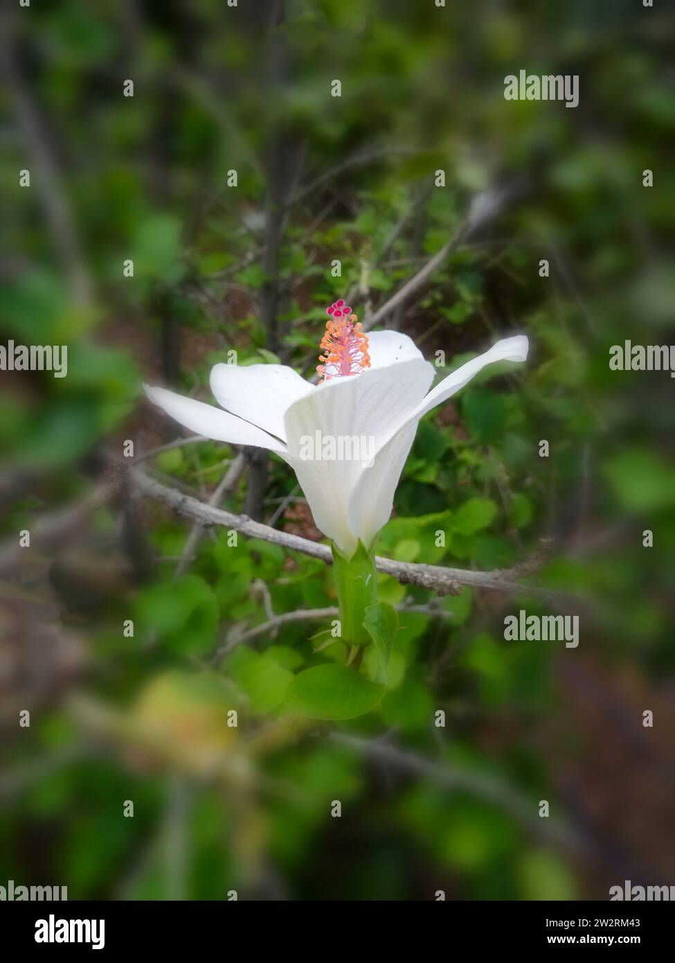 Hibiscus Waimeae, White Kauai Rosemallow, Hawaiian: kokiʻo keʻokeʻo ...