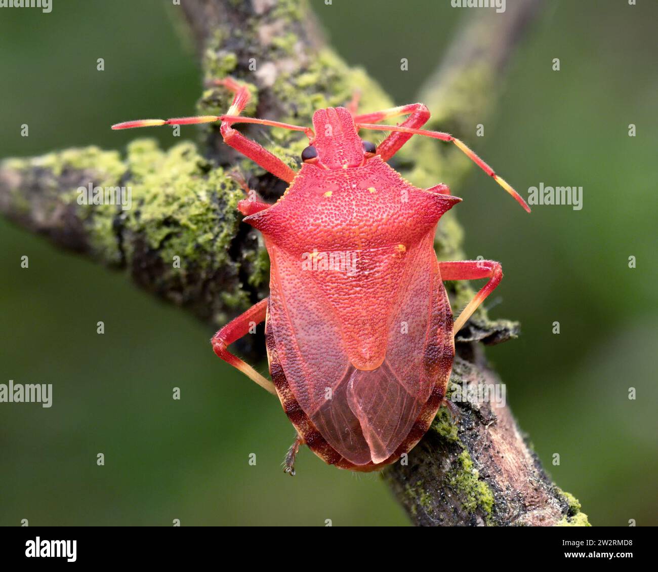 Teneral Spiked Shieldbug (Picromerus bidens) on twig. Tipperary ...