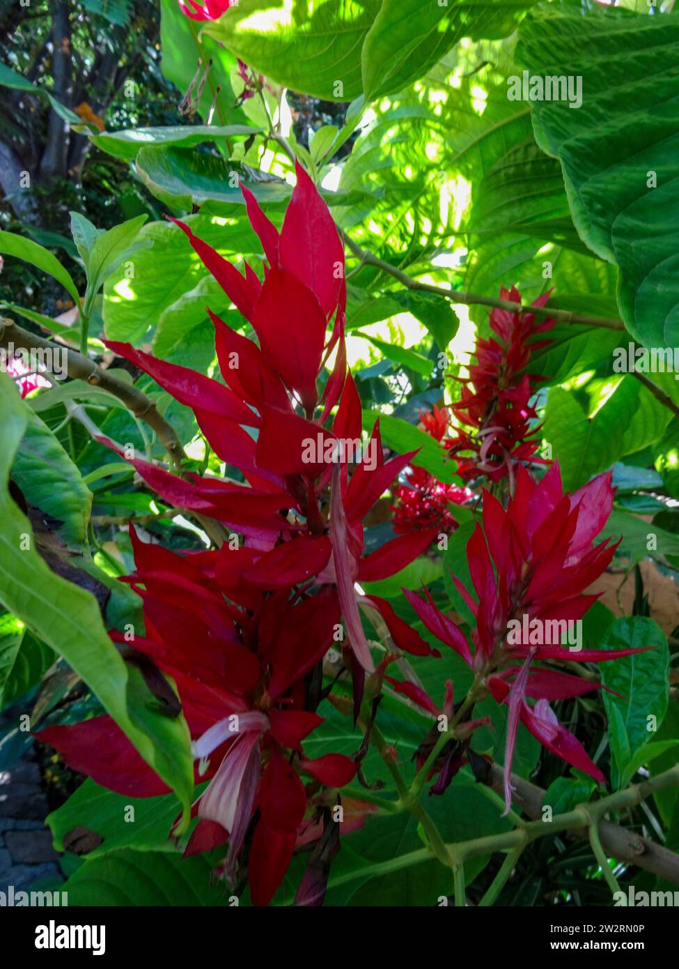 Natural close up flowering shrub portrait, the spectacular crimson red ...