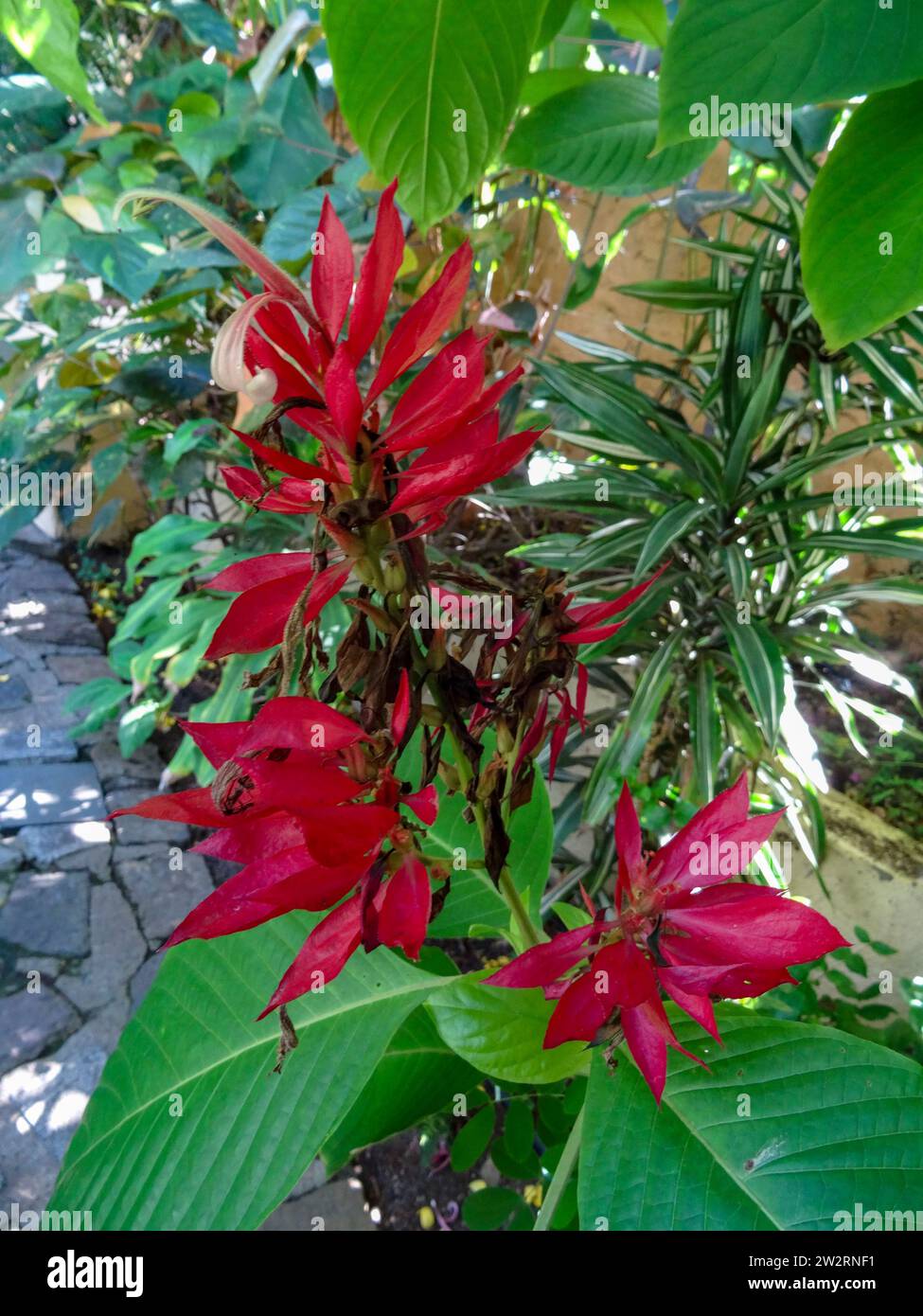 Natural close up flowering shrub portrait, the spectacular crimson red ...