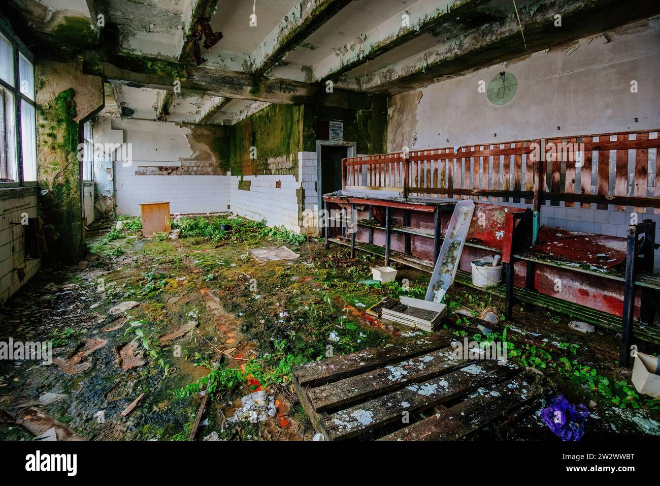 Overgrown by plants old abandoned building interior Stock Photo - Alamy
