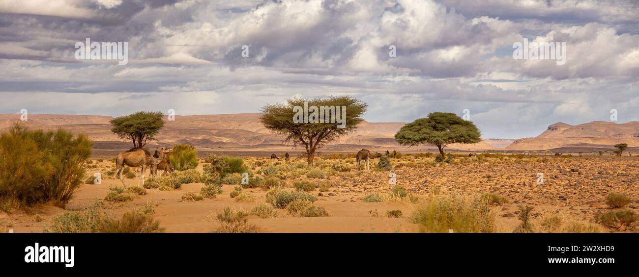 Sahara desert scenes Stock Photo - Alamy