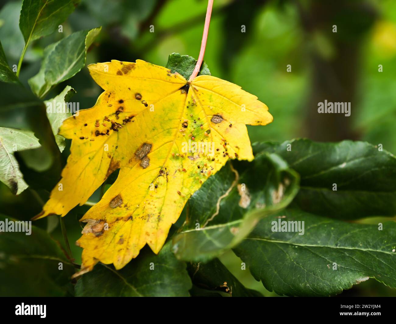 Autumn colour leaves Stock Photo - Alamy