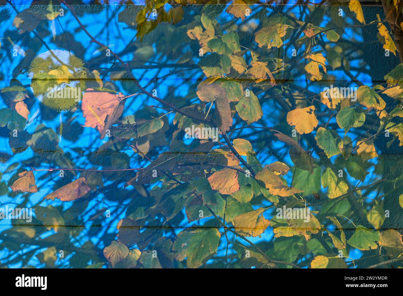 Autumn colour leaves multiple exposure Stock Photo - Alamy