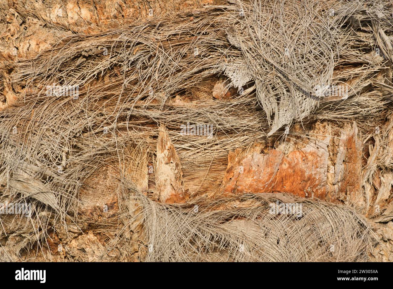 Las Palmas Elegance: A close-up texture of exotic palm tree bark ...