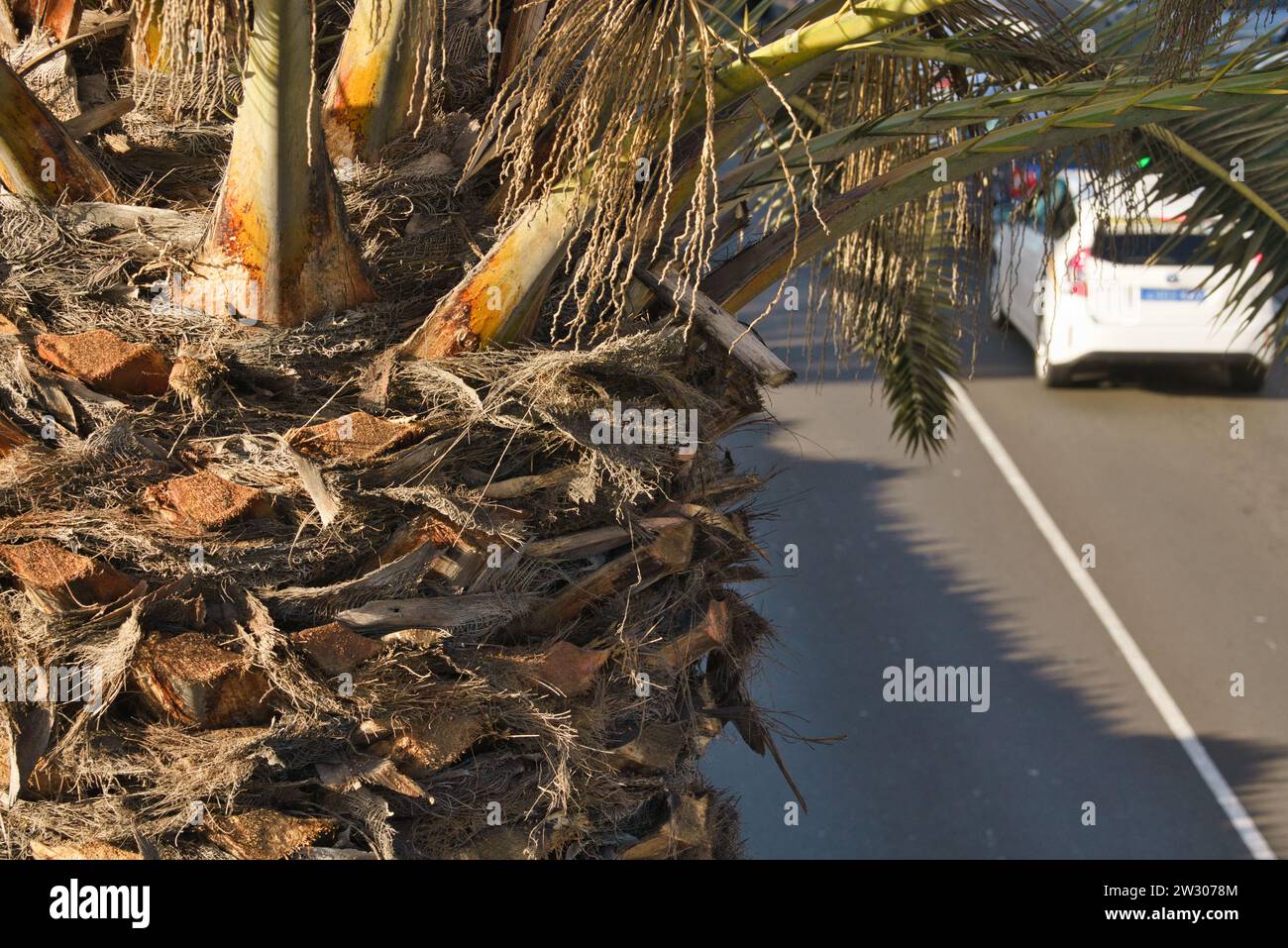Las Palmas Elegance: A close-up texture of exotic palm tree bark ...