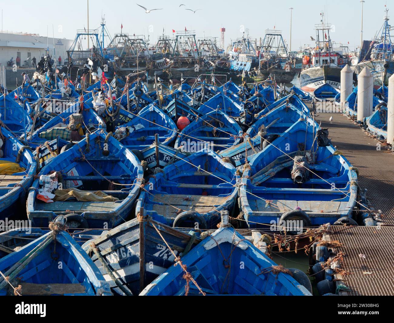 Blue fishing boats with trawlers behind and seagulls flying above in ...
