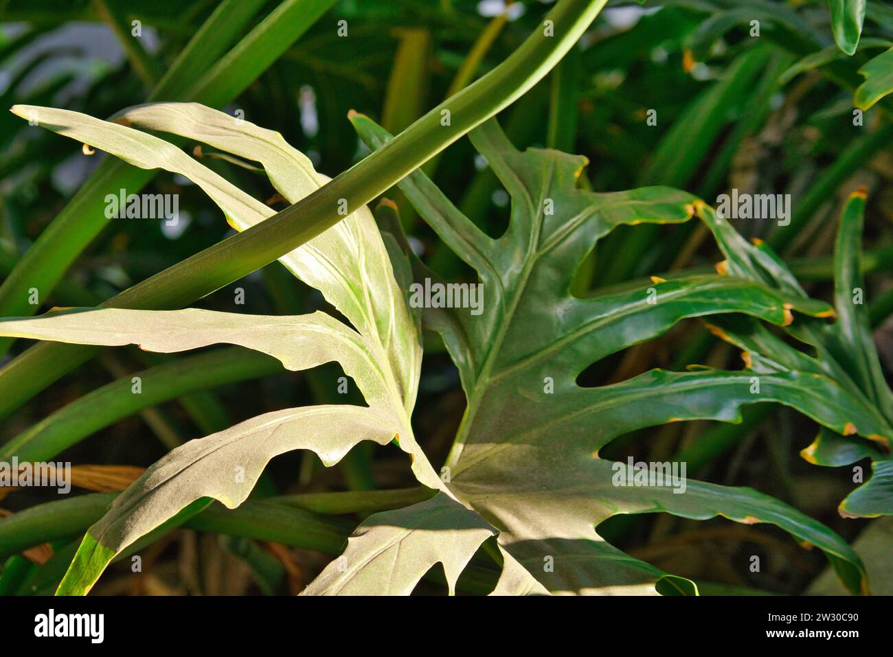 Nature's Tapestry: A close-up view of intricate green leaves, weaving a ...