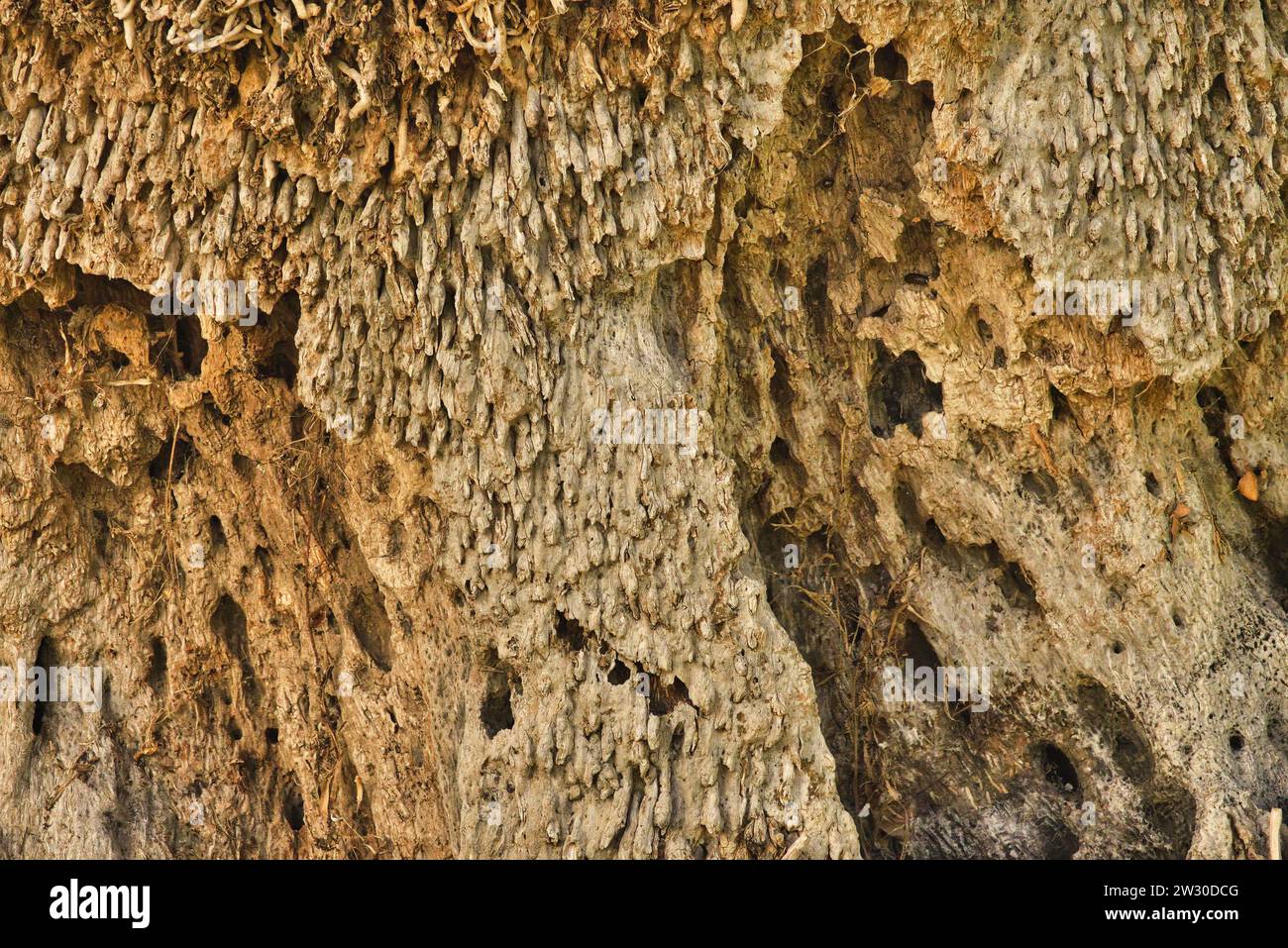 Las Palmas Elegance: A close-up texture of exotic palm tree bark ...