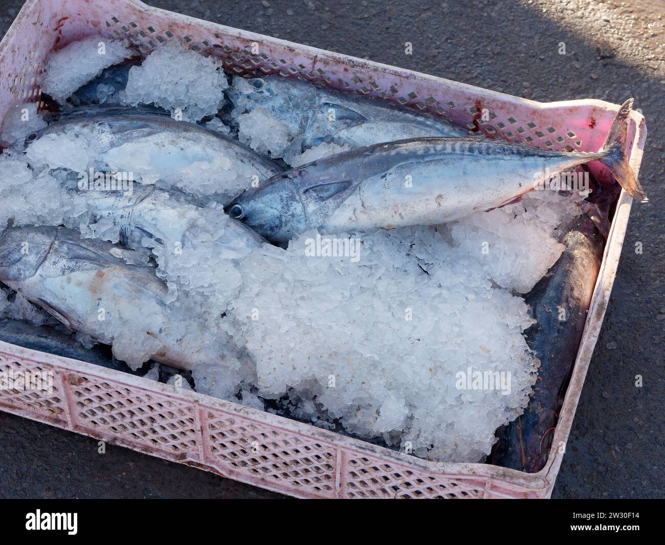Freshly caught fish covered with ice in a box at the port in Essaouira ...