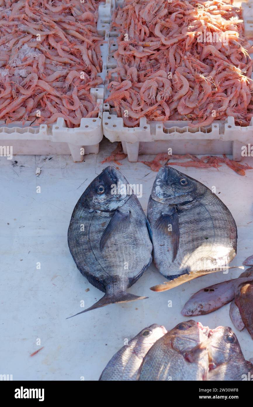 Fish on display at the port in Essaouira "The Windy City", Morocco ...