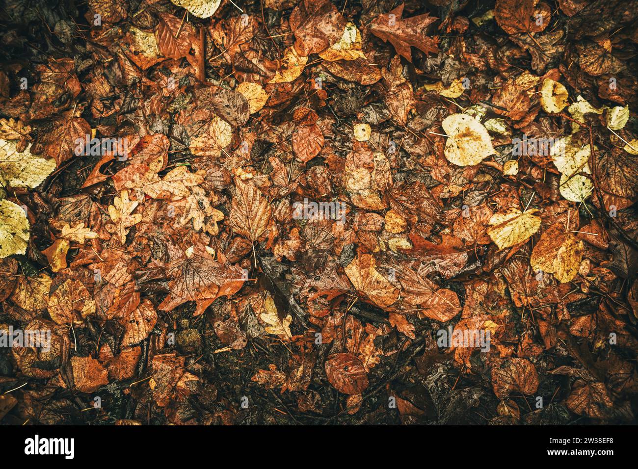 Matschiger Waldboden mit Herbstlaub Stock Photo - Alamy