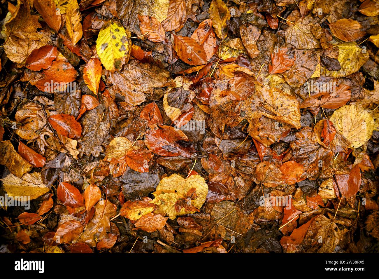 Matschiger boden hi-res stock photography and images - Alamy