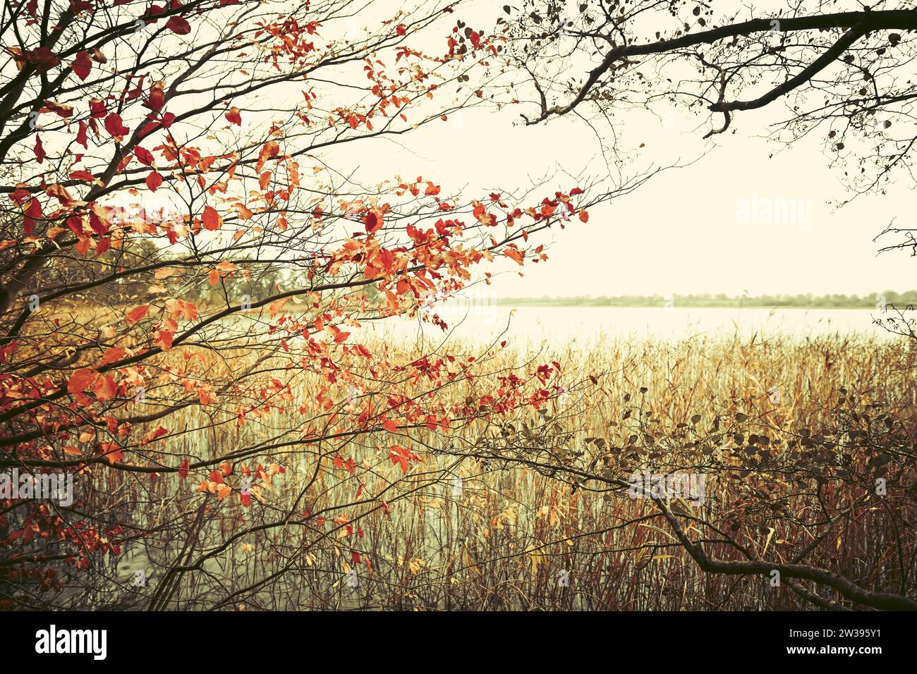 Pflanze am seeufer hi-res stock photography and images - Alamy
