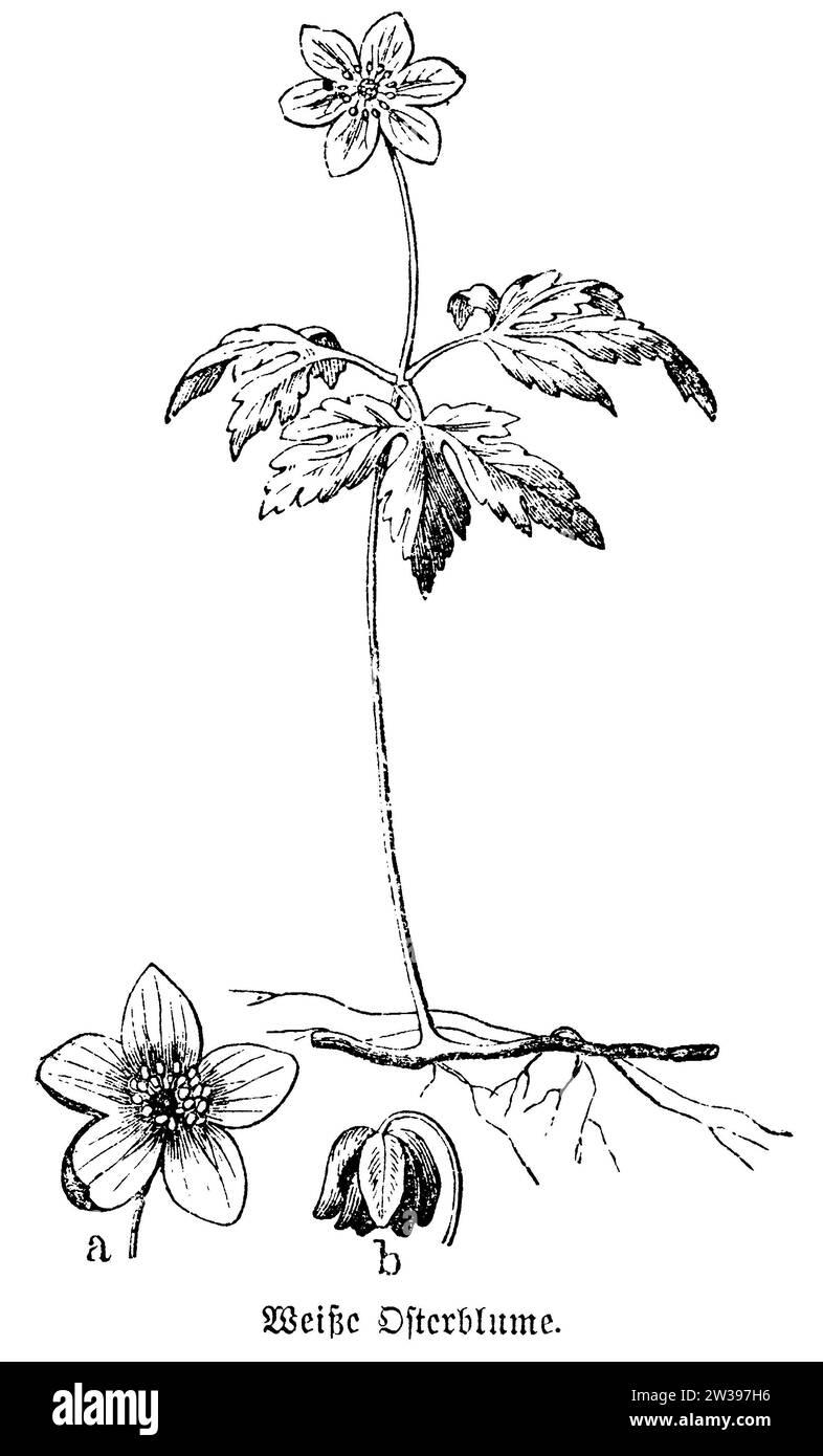 Wood Anemone Line Drawing