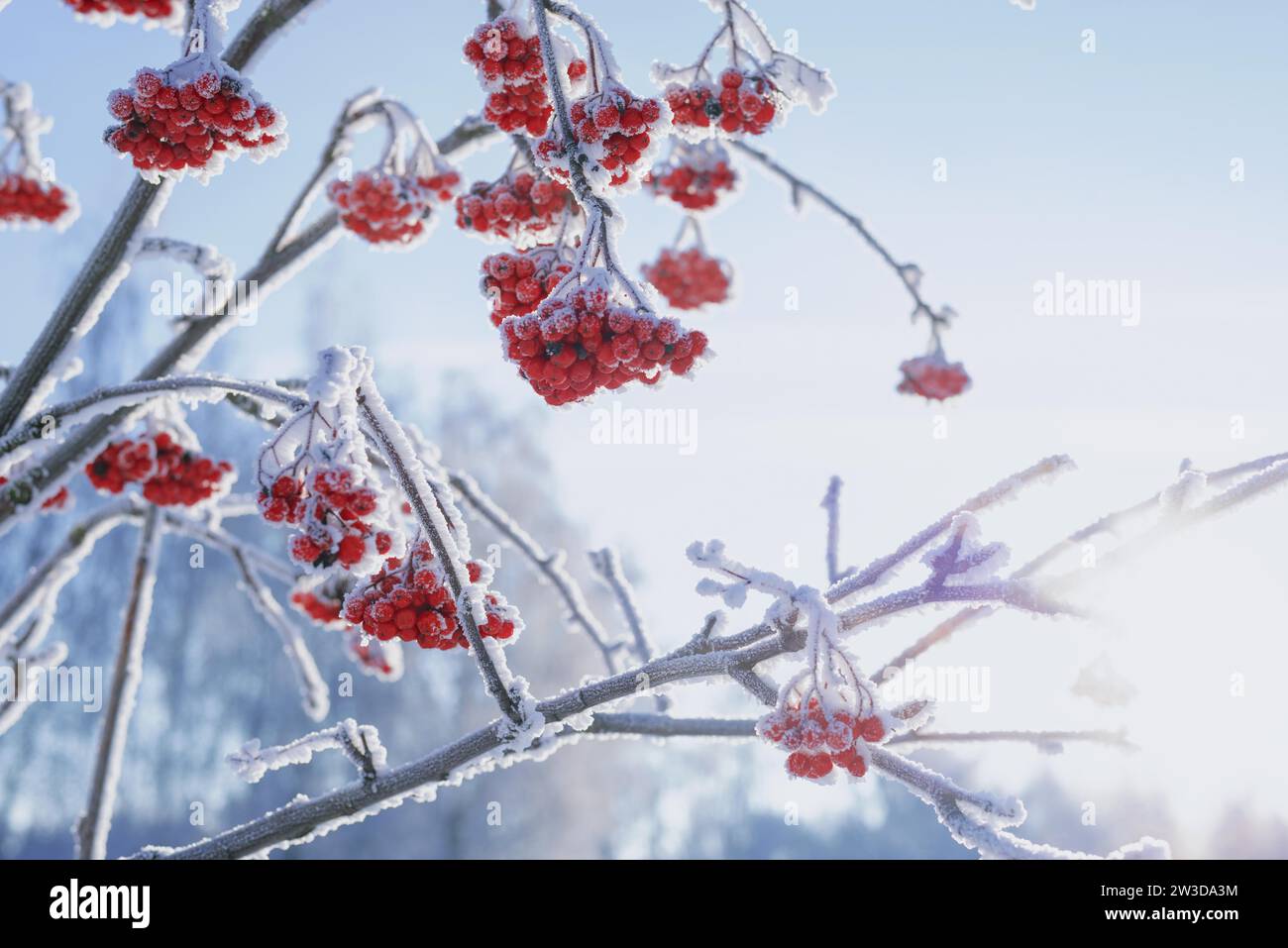 Image of snow-covered red rowan berries. High definition wallpaper ...