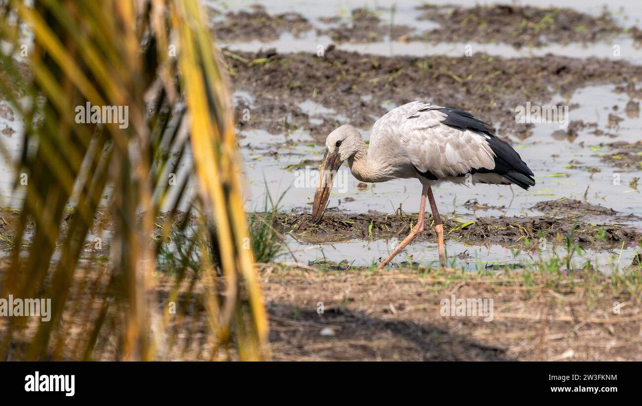 Birds on farms hi-res stock photography and images - Alamy