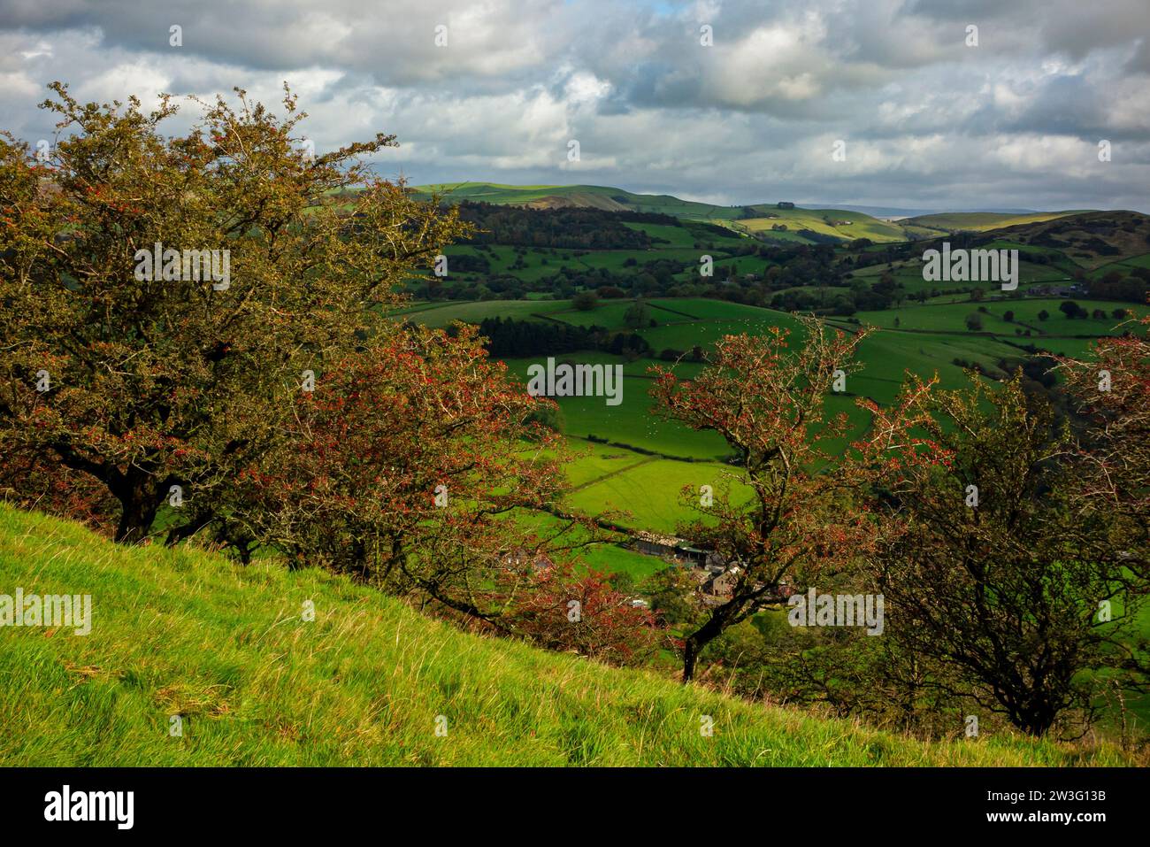 Trees at the summit of Kerridge Hill on the Peak District Boundary Walk ...