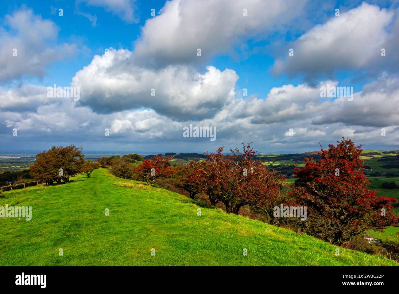 Trees at the summit of Kerridge Hill on the Peak District Boundary Walk ...