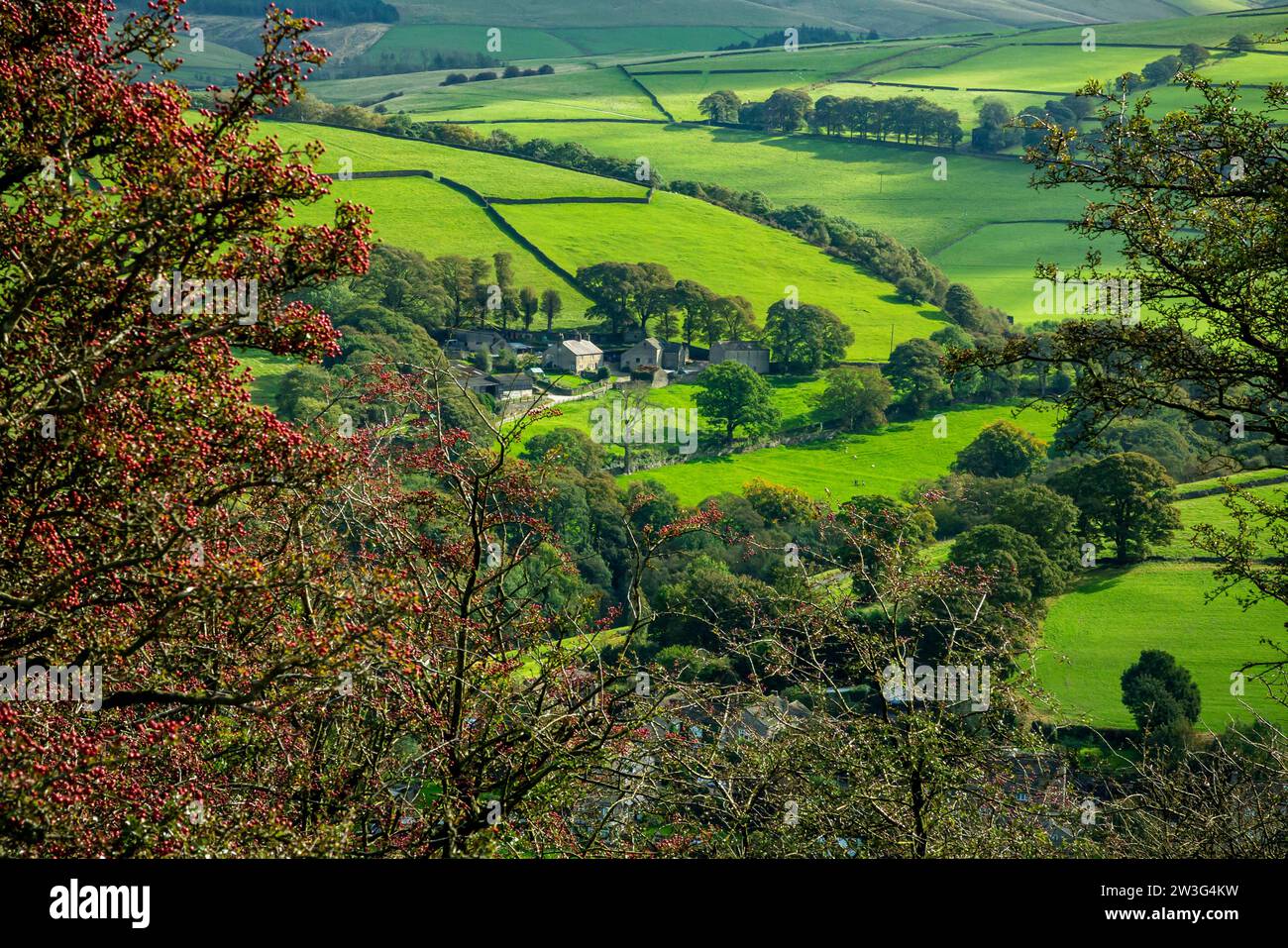 View through trees over fields and farmland near Rainow in Cheshire ...