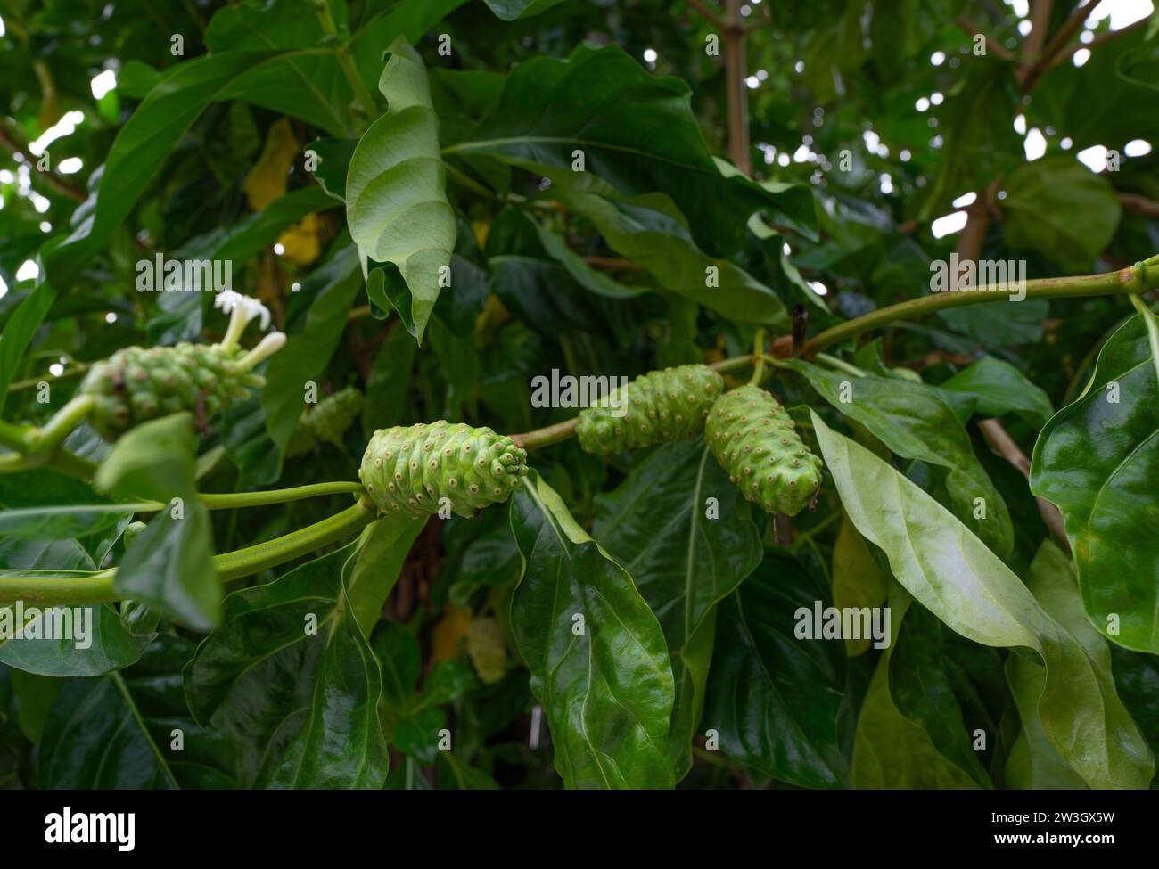 Noni fruit on Morinda citrifolia tree. Morinda citrifolia tree with ...