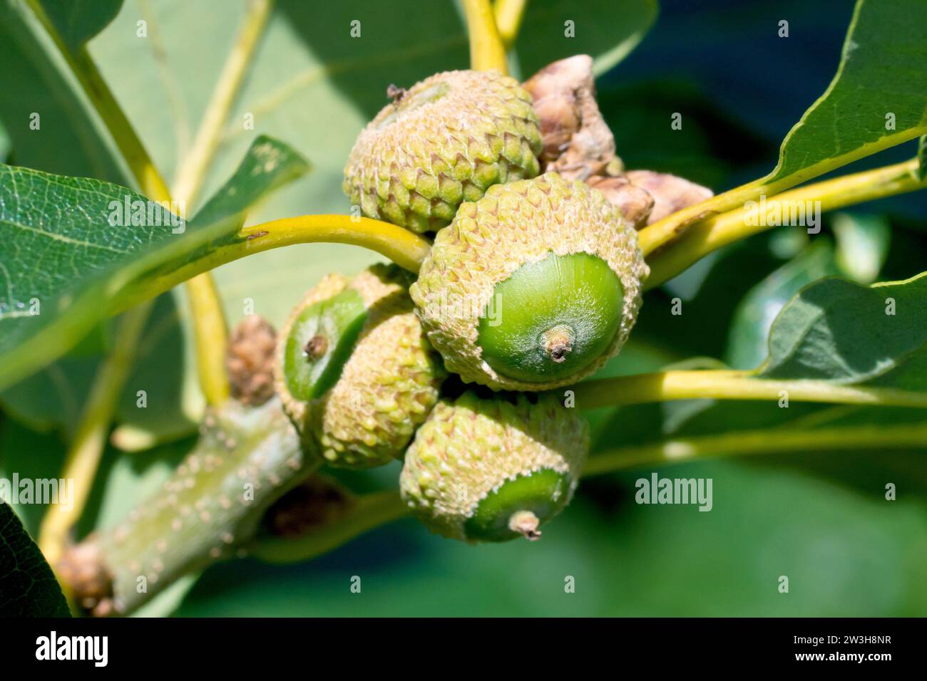 Durmast seed hi-res stock photography and images - Alamy