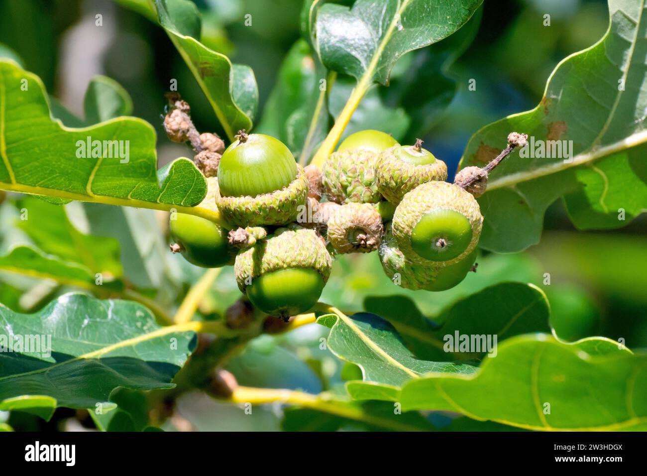 Sessile Oak or Durmast Oak (quercus petraea), close up showing several ...