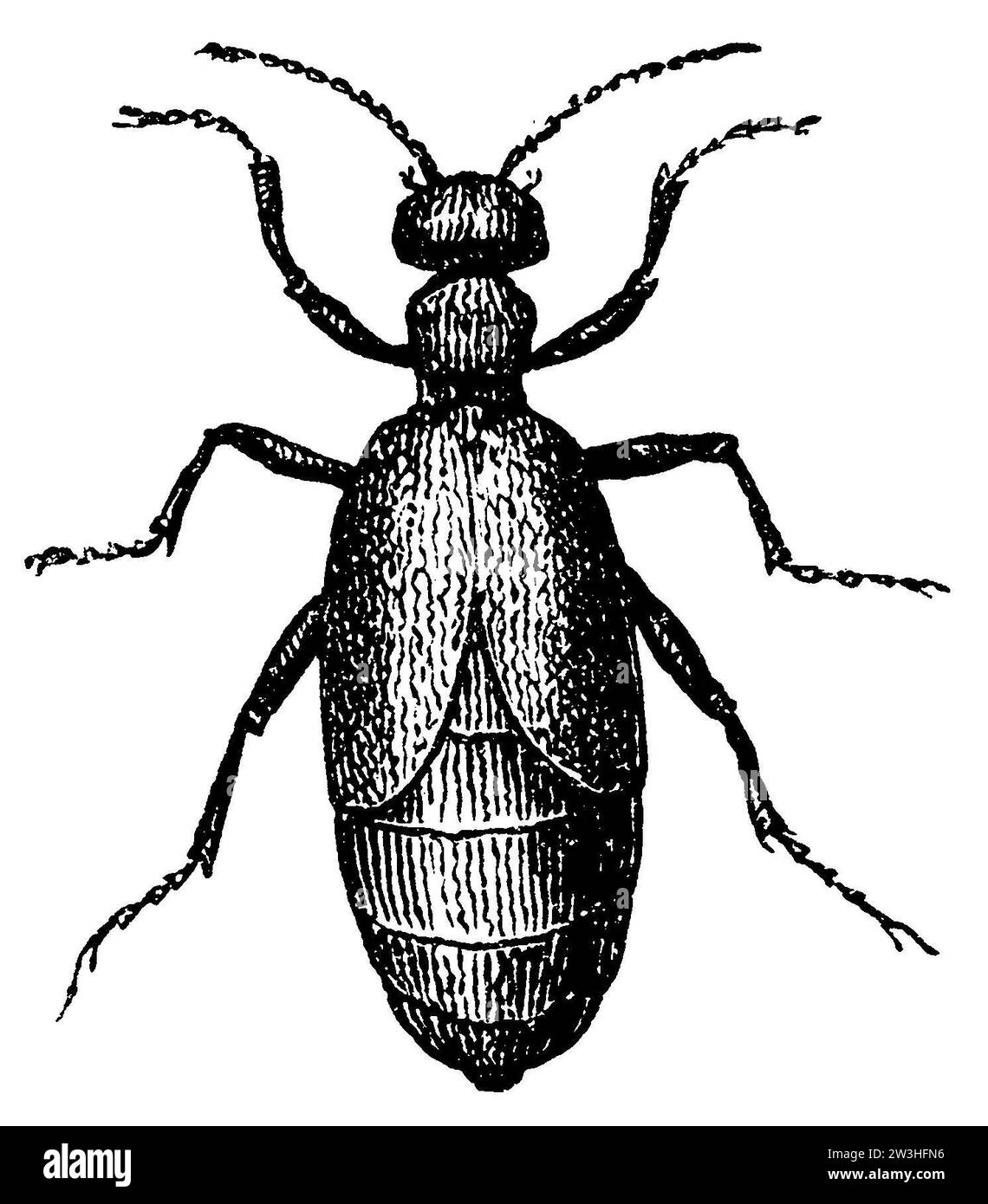 Oil beetle, Meloe proscarabaeus, anonym (biology book, 1893 ...