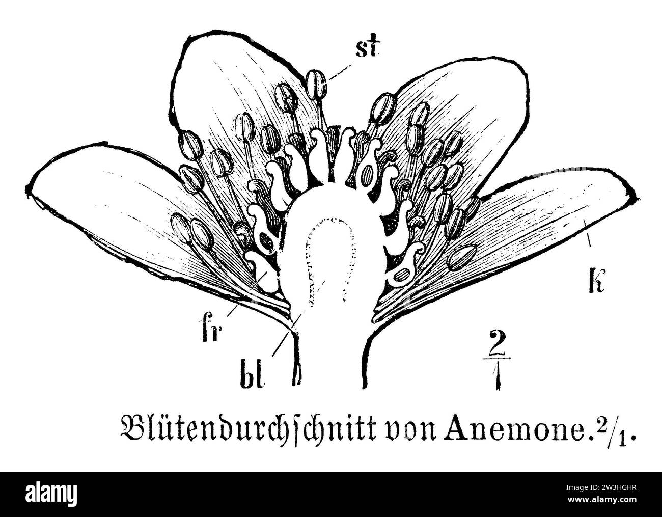 Fox smell flower Cut Out Stock Images & Pictures - Alamy