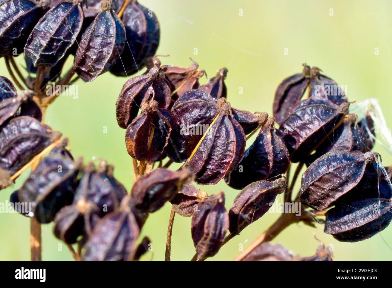 Alexanders (smyrnium olusatrum), close up showing the dark, almost ...