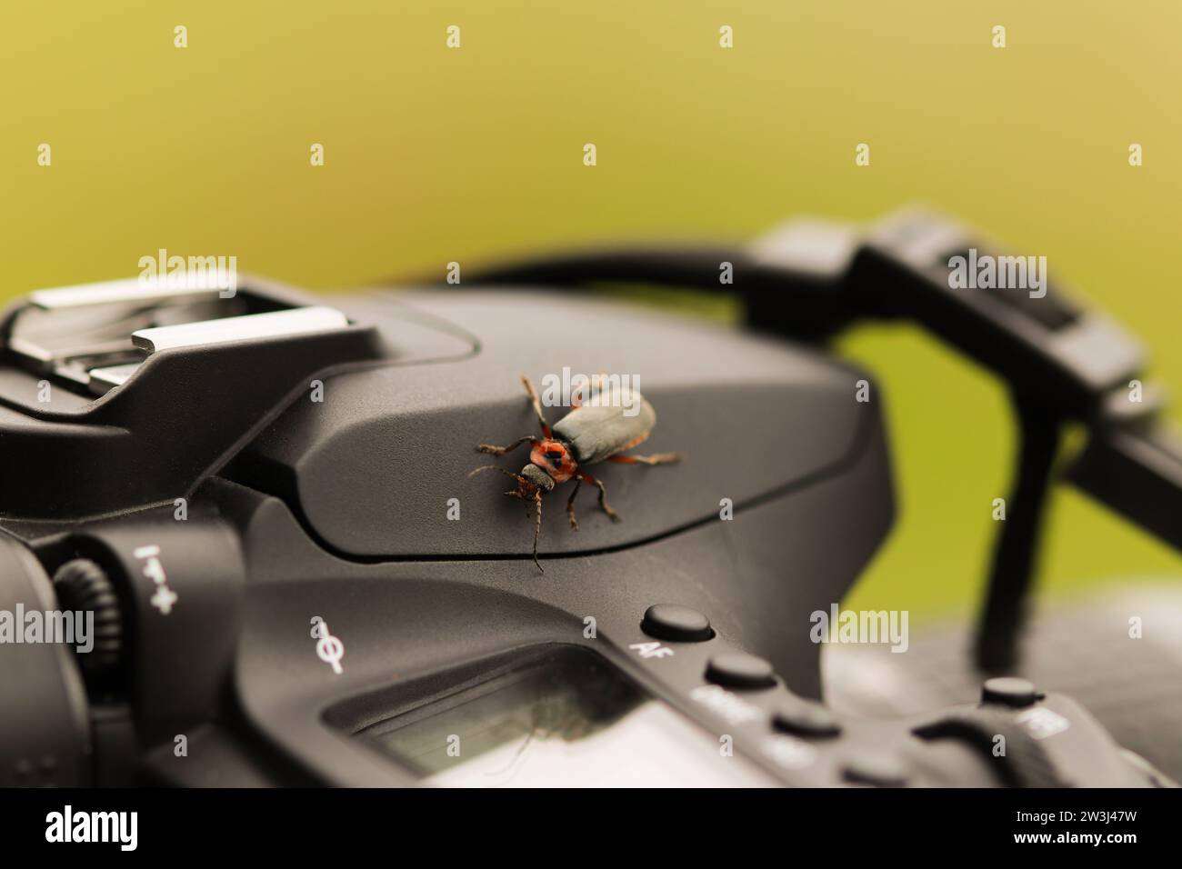 Beetle heart hi-res stock photography and images - Alamy