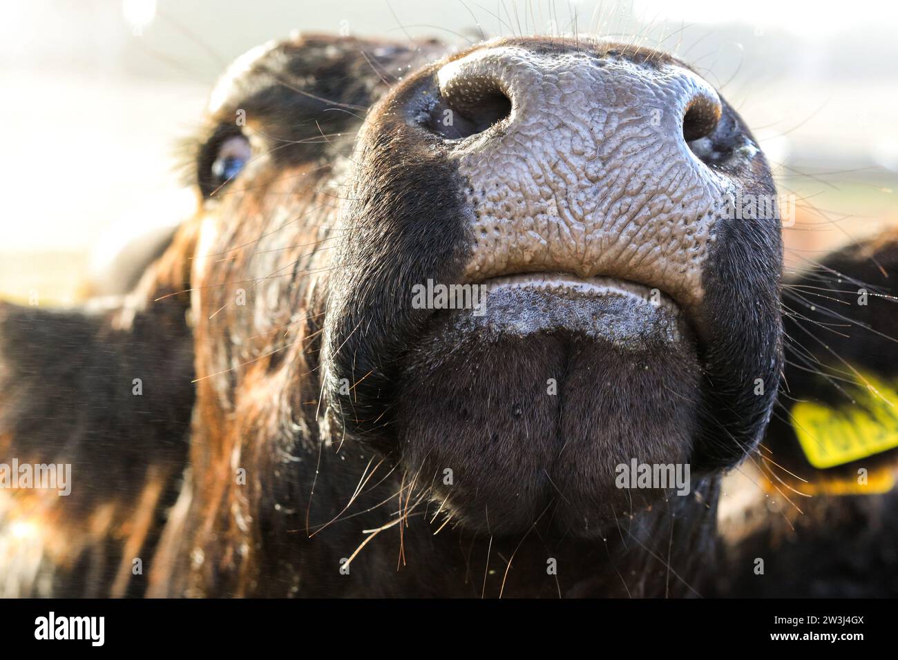 a nosey cow Stock Photo - Alamy