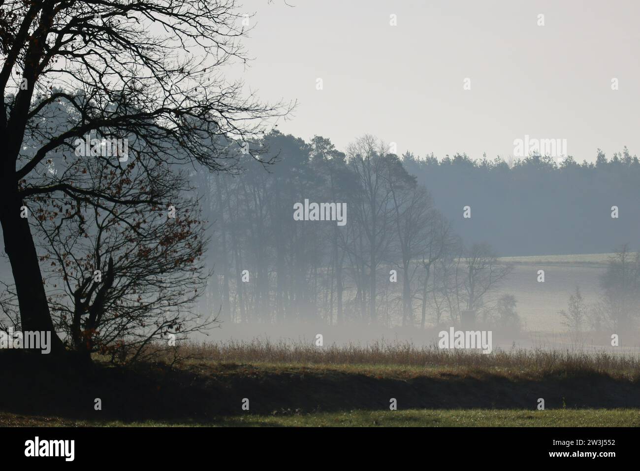 Hunter's stand hidden in the Fog close to a Group of Trees Stock Photo ...