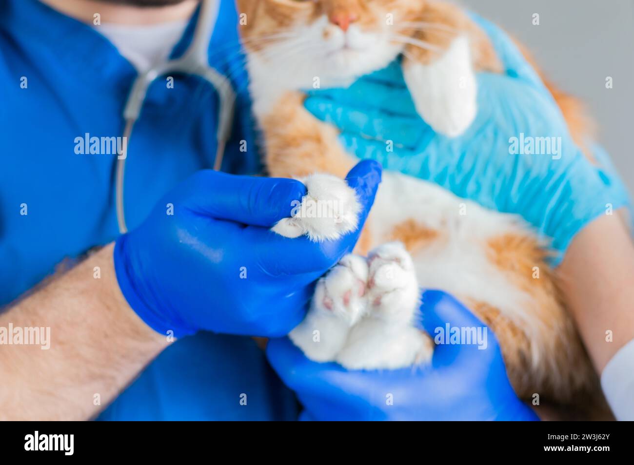 Image of a cat's paw. Veterinary medicine concept. Fat ginger cat ...