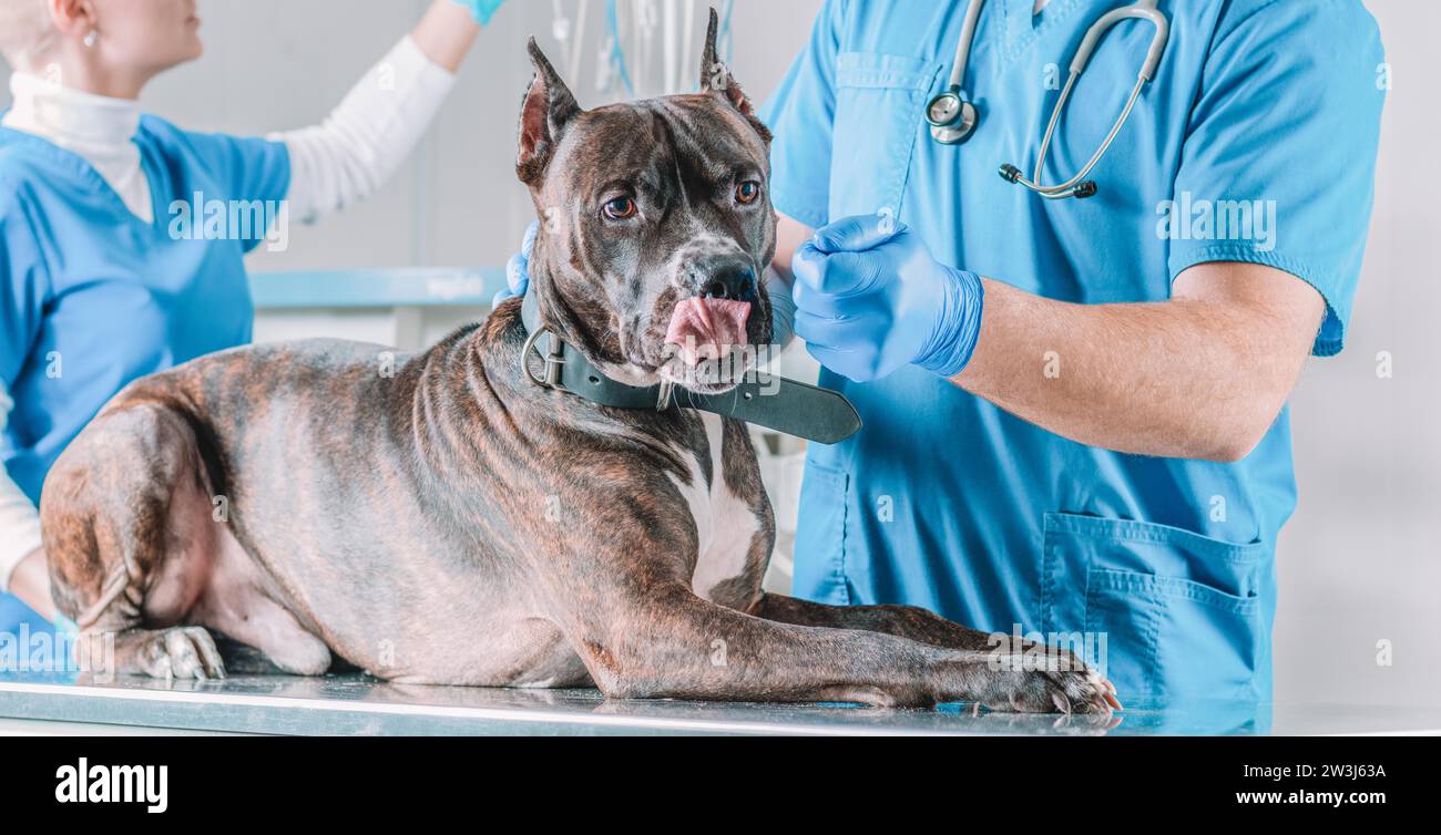 Image of a bulldog being examined at the clinic. Two doctors ...