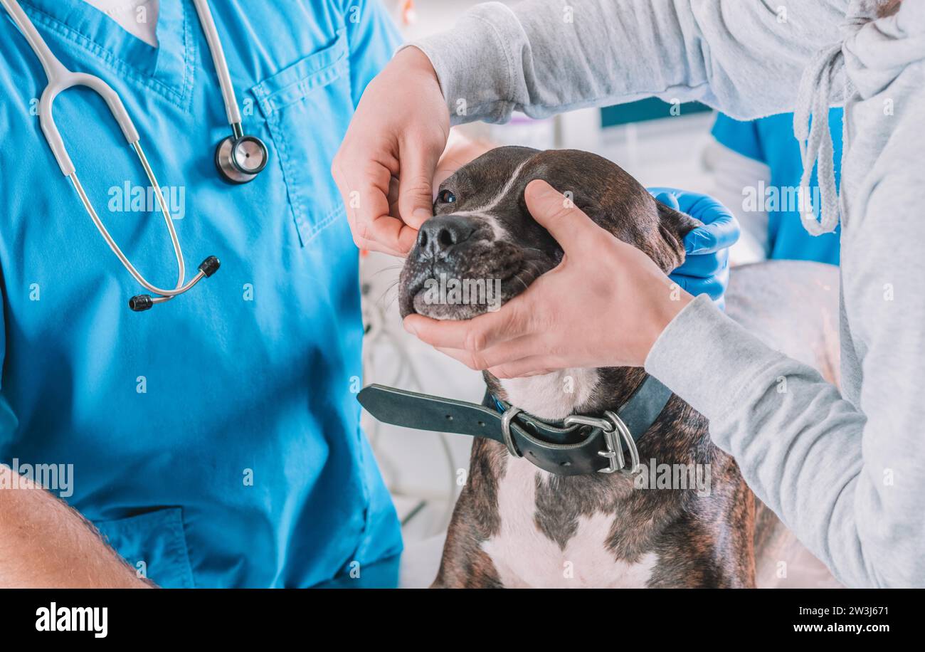 Image of a bulldog being examined at the clinic. Two doctors ...