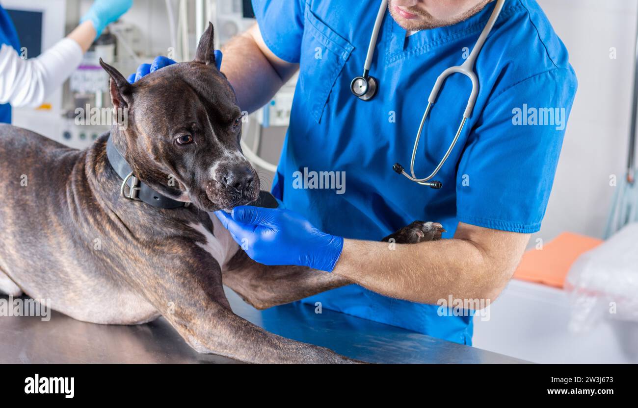 Image of a bulldog being examined at the clinic. Two doctors ...