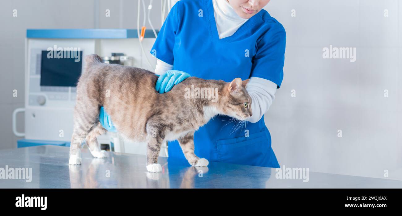 Picture of a cat at a veterinarian's appointment. General inspection ...