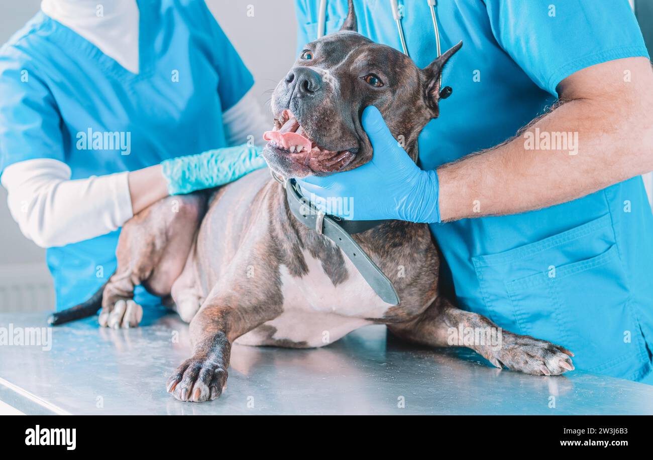 Image of a bulldog being examined at the clinic. Two doctors ...