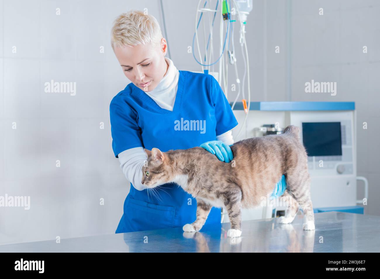 Veterinary inspection hi-res stock photography and images - Alamy