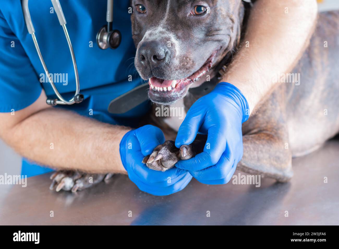 Picture of a bulldog at a vet appointment. Examination of paws and ...