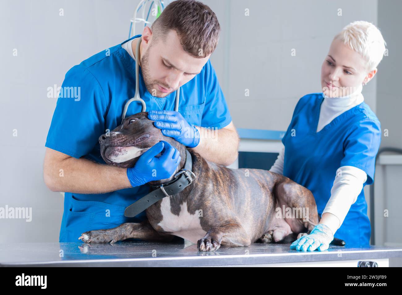 Picture of a bulldog at a vet appointment. Male therapist and female ...