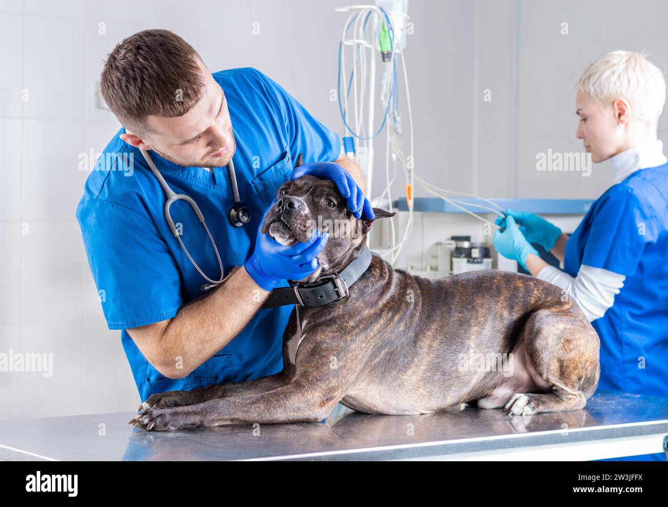 Image of a bulldog being examined at the clinic. Two doctors ...